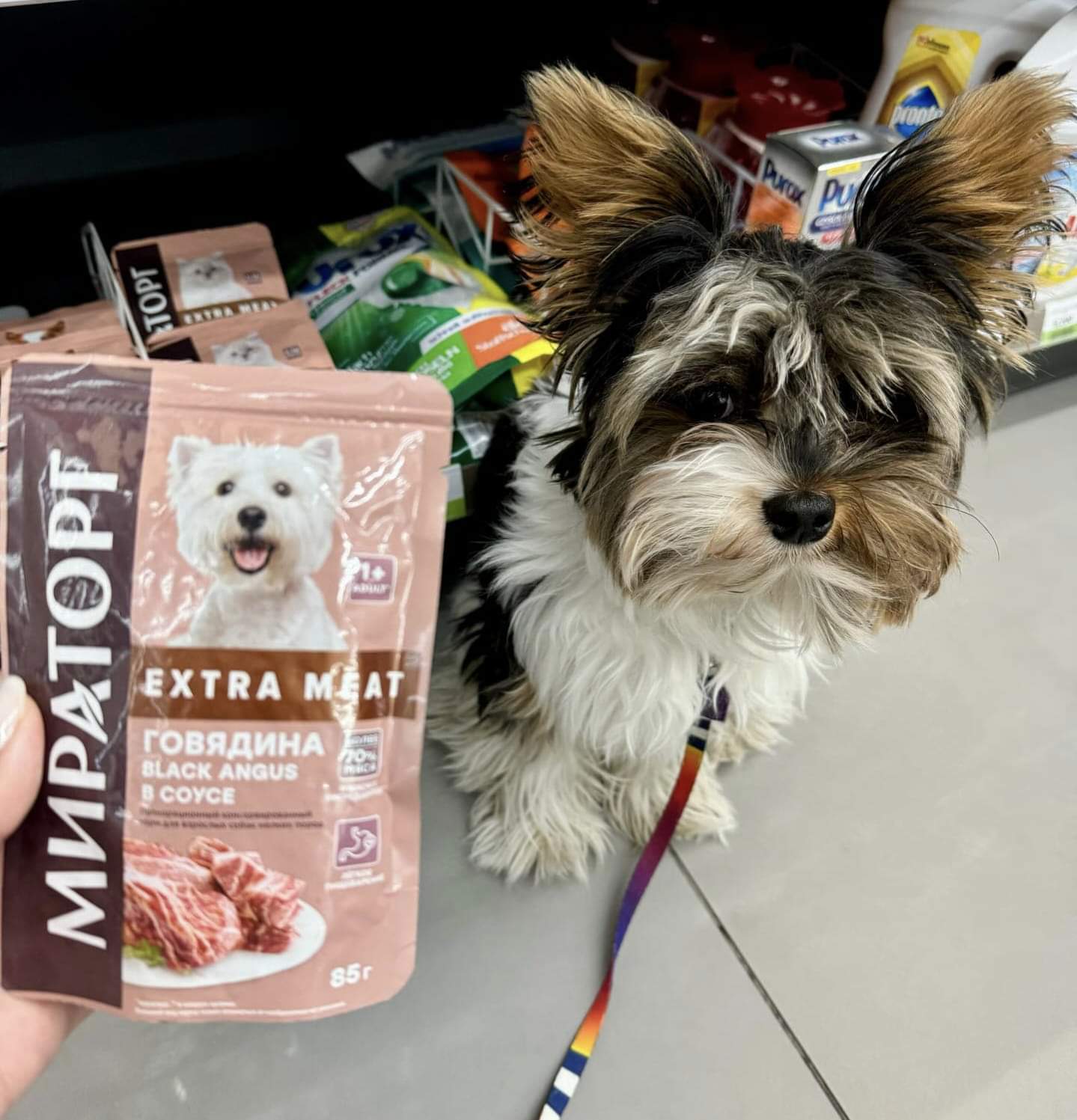 Bunny – Save Rescued Yorkies